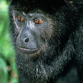 Howler Monkey Wall Art for Sale - Pixels